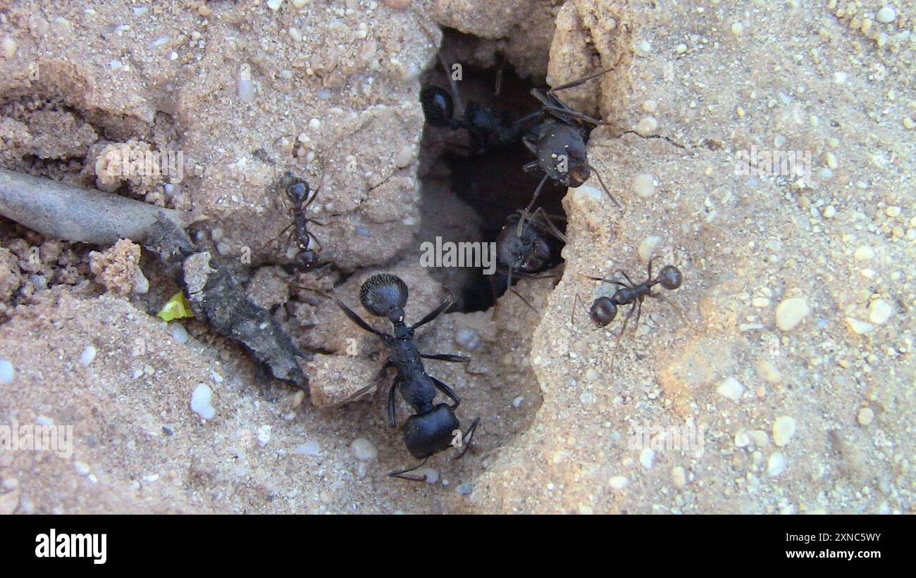 (Messor arenarius) Insecta Stock Photo - Alamy