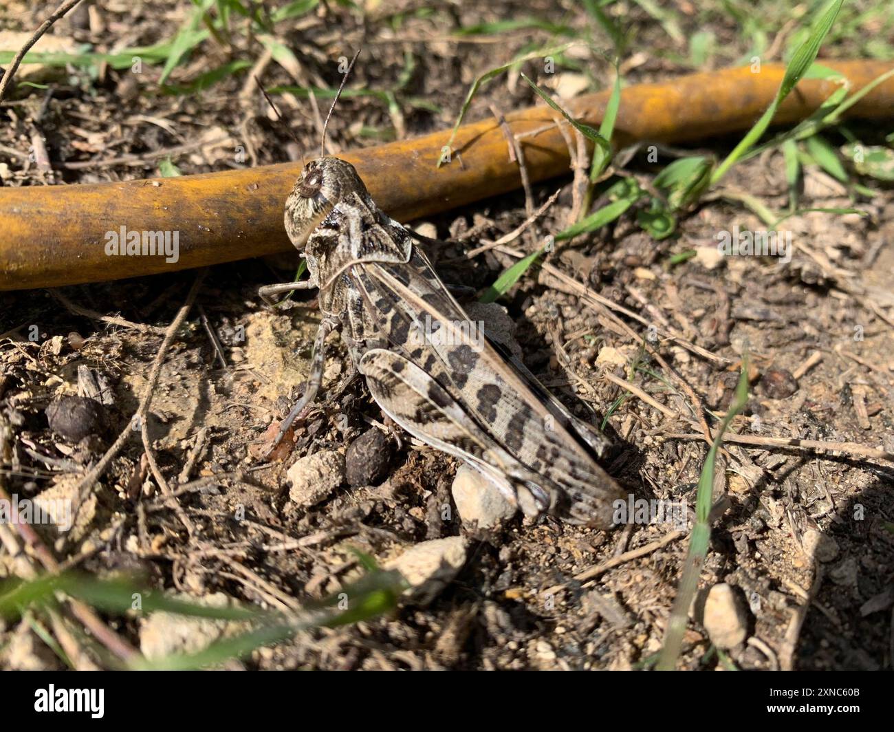 Wrinkled Grasshopper (Hippiscus ocelote) Insecta Stock Photo - Alamy