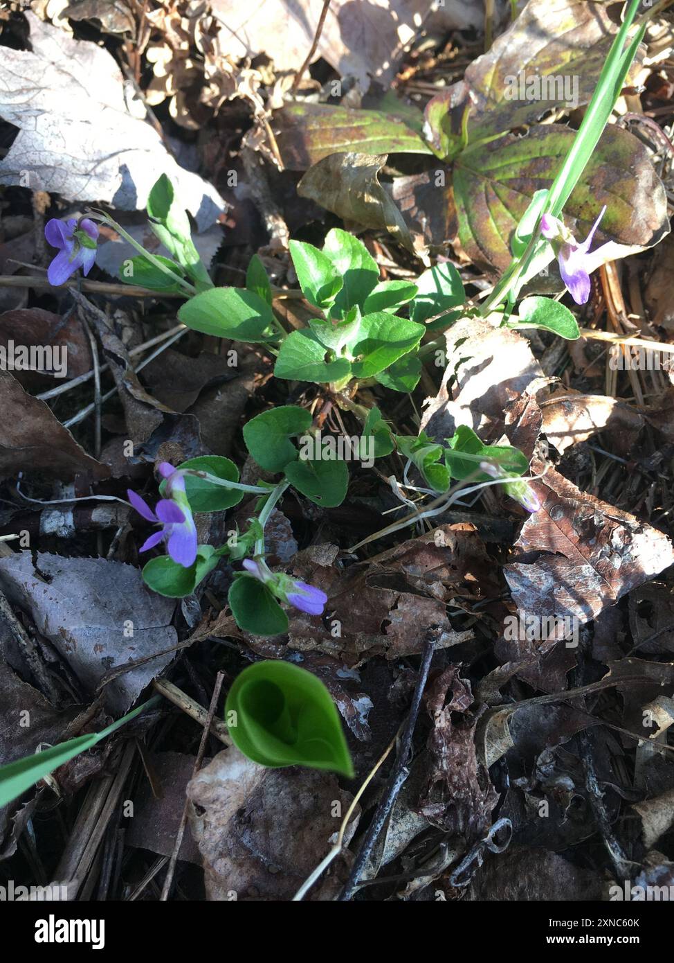 hookedspur violet (Viola adunca) Plantae Stock Photo - Alamy