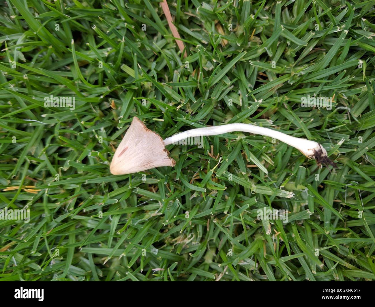white dunce cap (Conocybe apala albipes) Fungi Stock Photo - Alamy