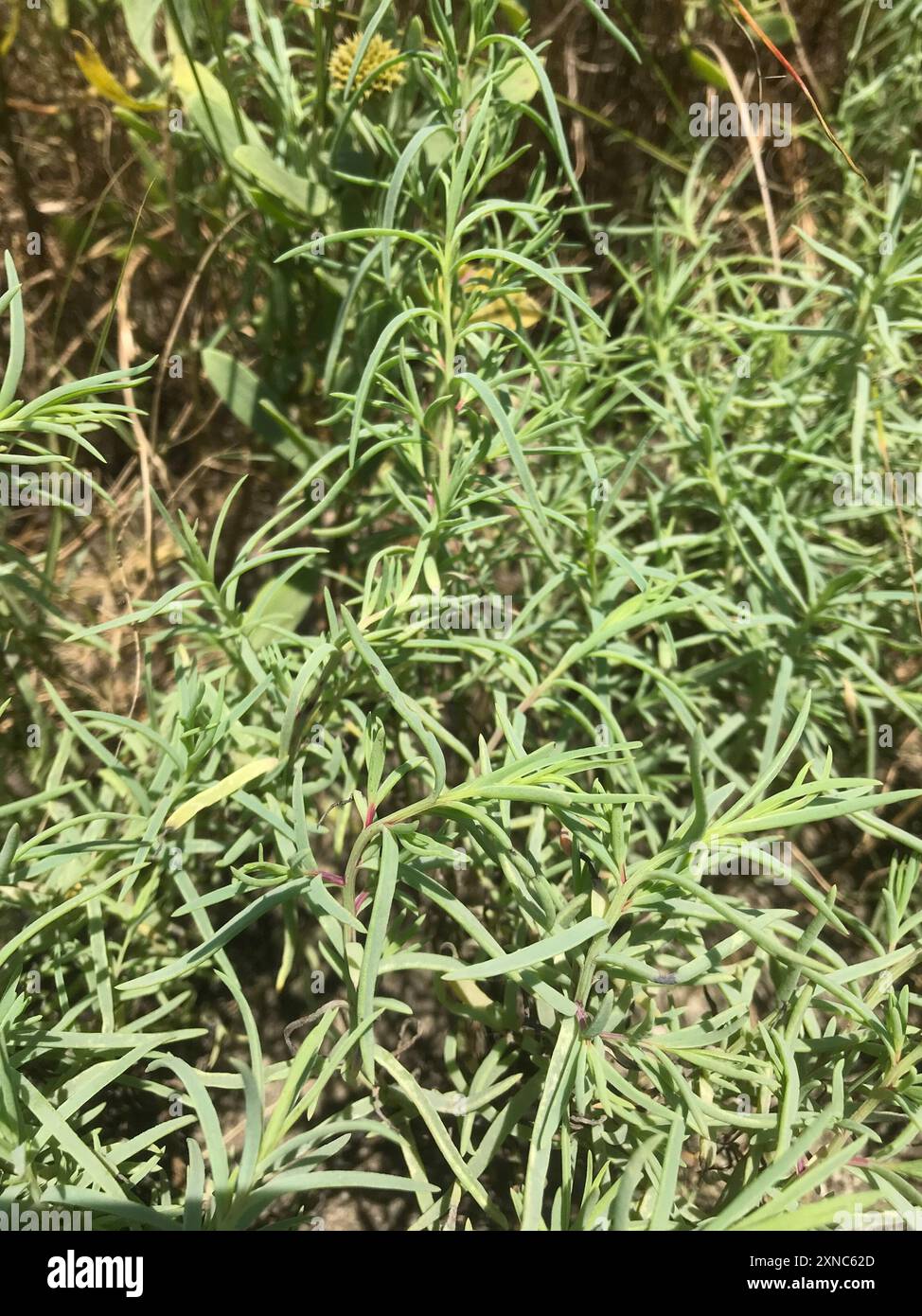 Annual Seepweed (Suaeda linearis) Plantae Stock Photo - Alamy