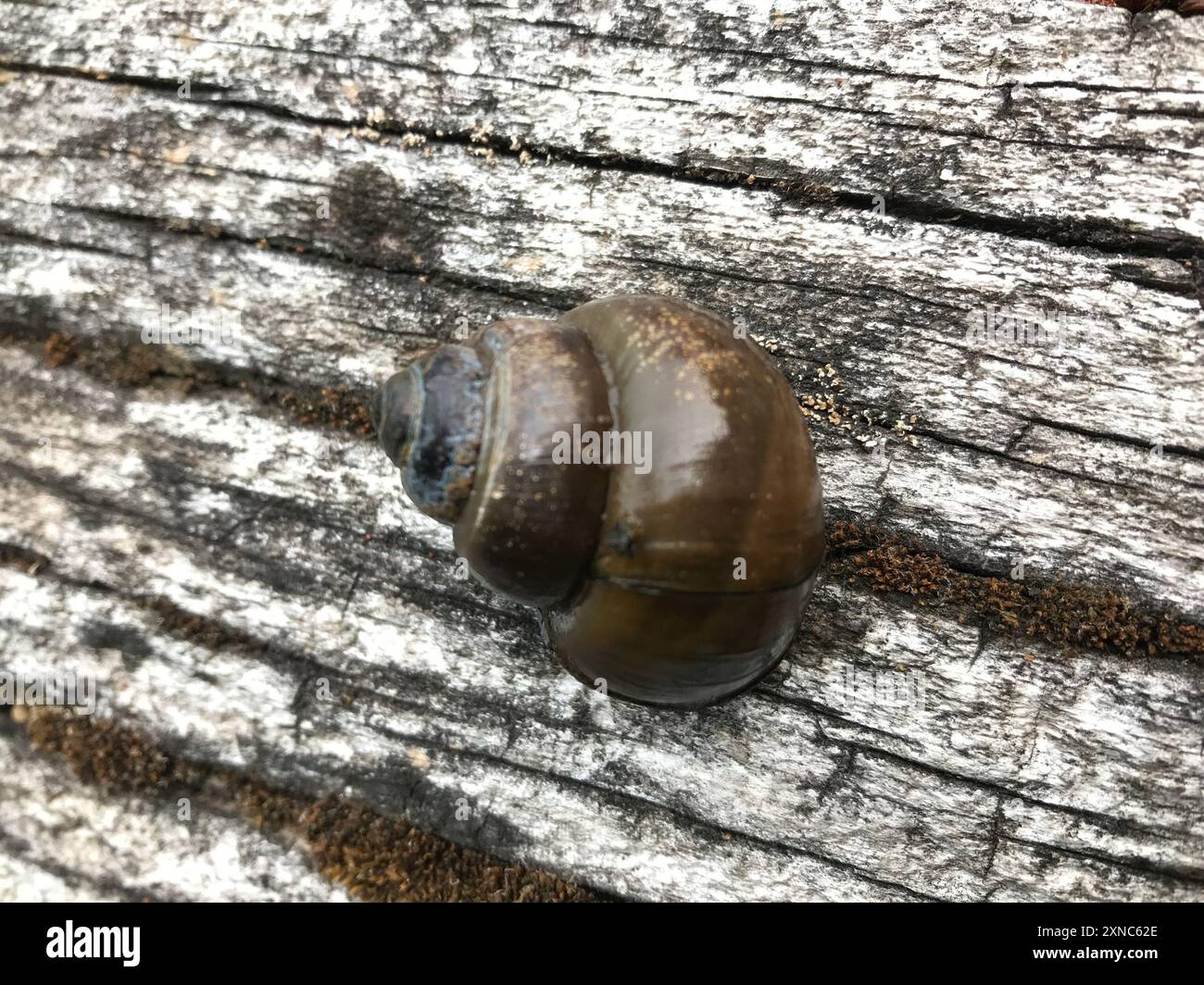 Chinese Mystery Snail (Cipangopaludina chinensis) Mollusca Stock Photo ...