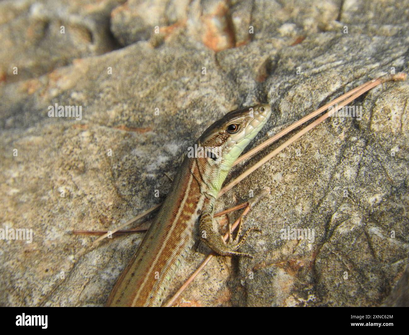 Sicilian Wall Lizard (Podarcis waglerianus) Reptilia Stock Photo - Alamy