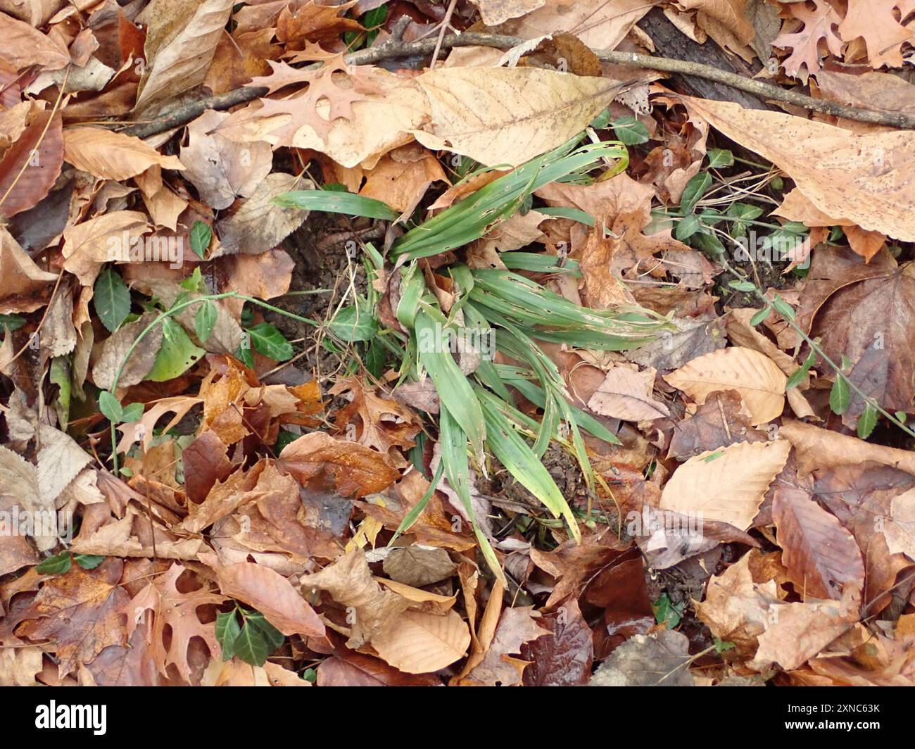 White Bear Sedge (Carex albursina) Plantae Stock Photo - Alamy