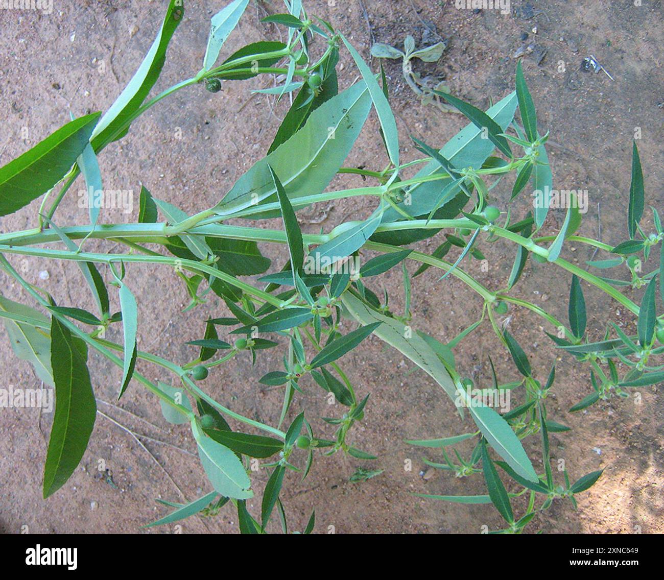 (Euphorbia crotonoides crotonoides) Plantae Stock Photo - Alamy