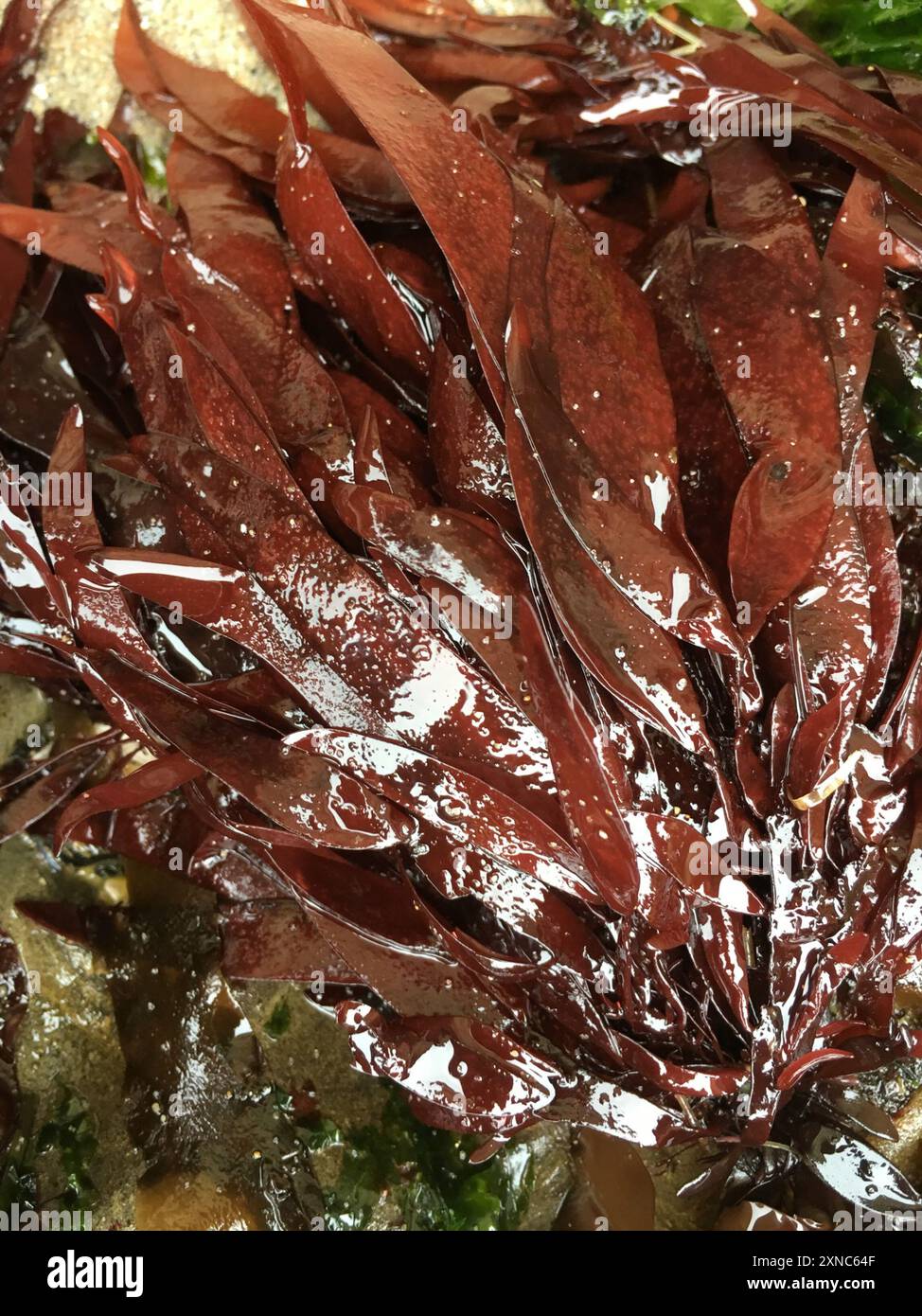 Bleach Weed (Prionitis sternbergii) Plantae Stock Photo - Alamy