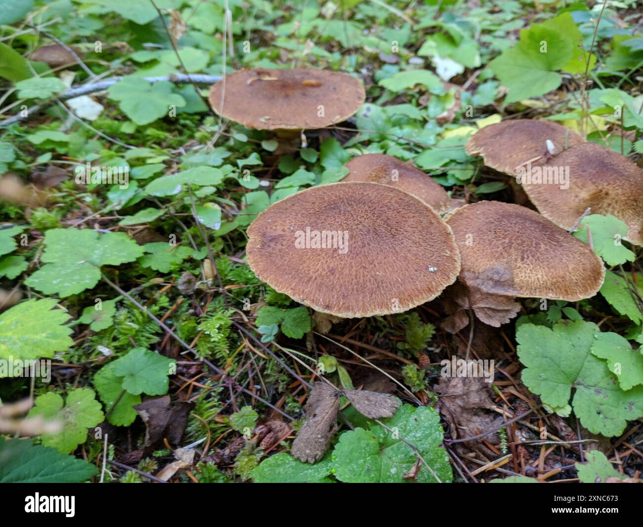Western Painted Suillus (Suillus lakei) Fungi Stock Photo - Alamy