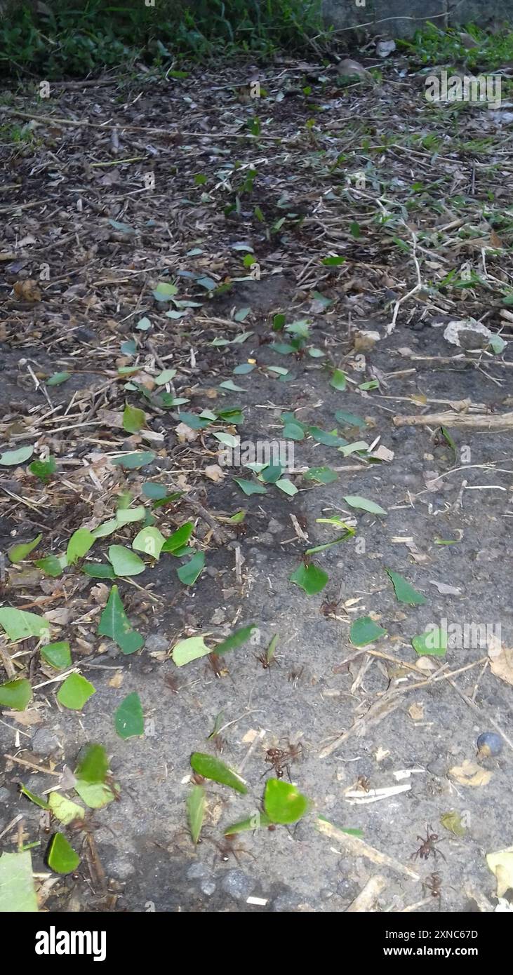 Chicatana Leafcutter Ant (Atta mexicana) Insecta Stock Photo - Alamy