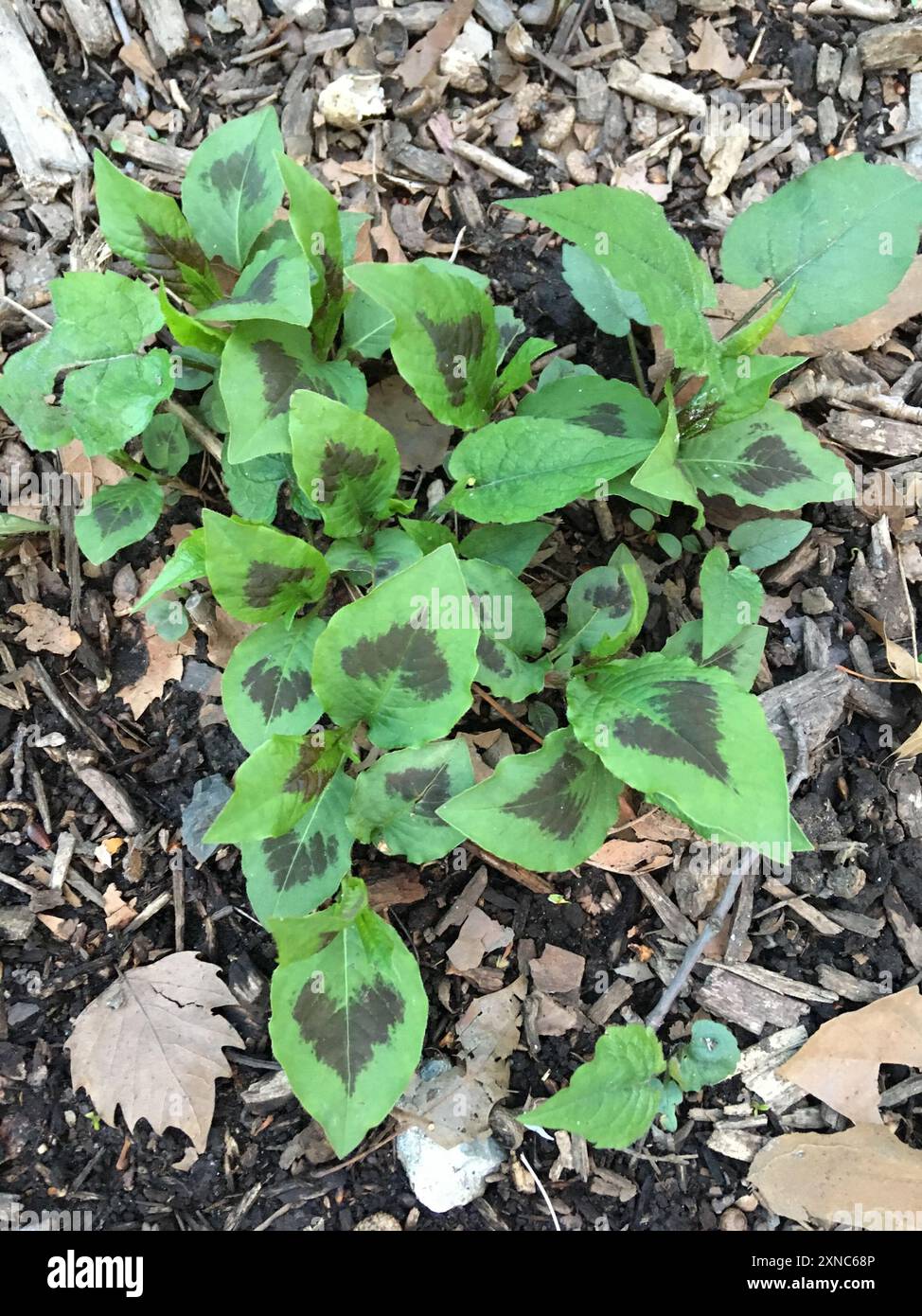 American jumpseed (Persicaria virginiana) Plantae Stock Photo - Alamy