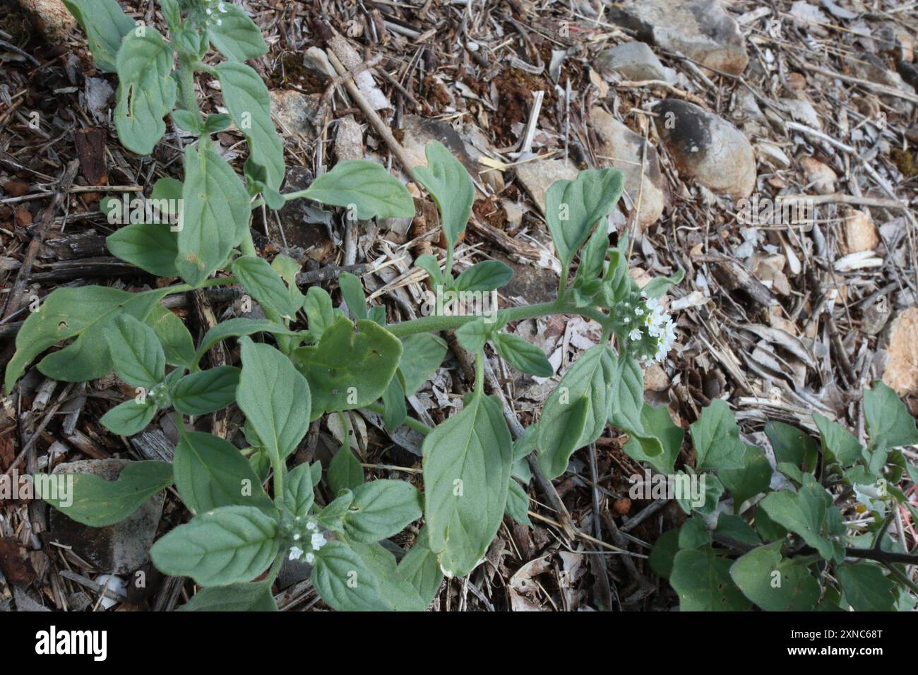 European heliotrope (Heliotropium europaeum) Plantae Stock Photo - Alamy