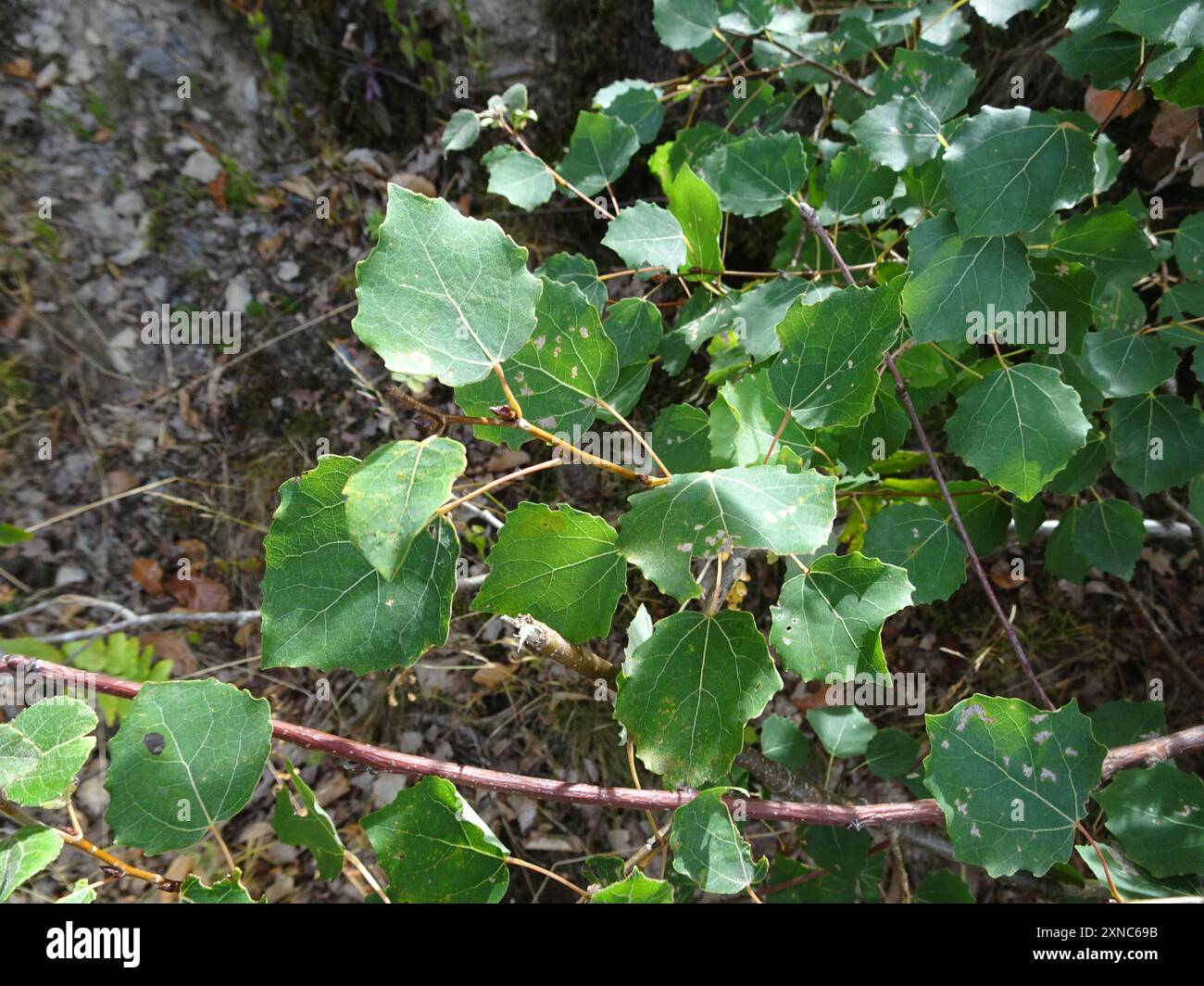 European aspen (Populus tremula) Plantae Stock Photo - Alamy