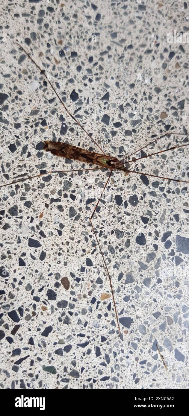 (Discobola dohrni) Insecta Stock Photo - Alamy