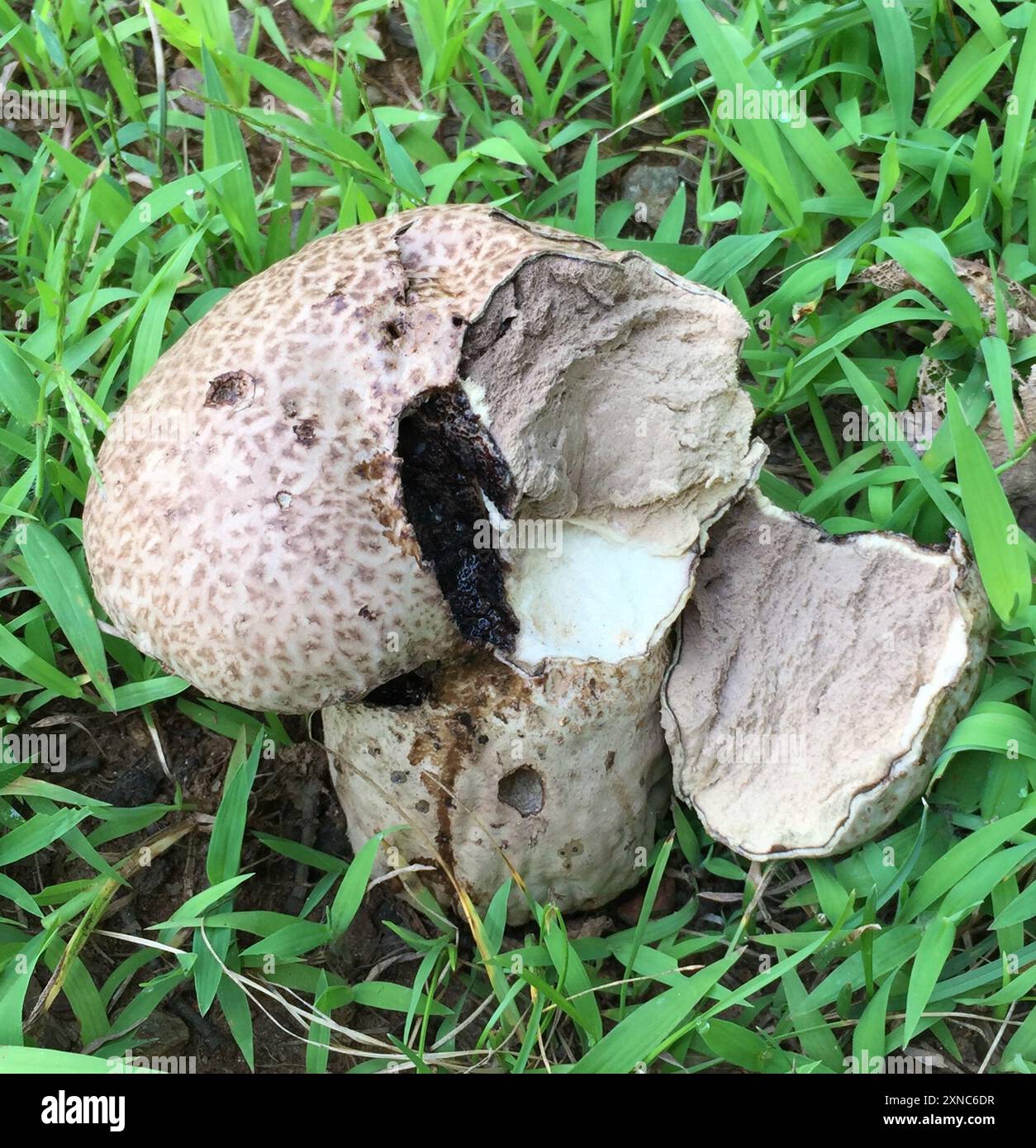 Purple-spored Puffball (Calvatia cyathiformis) Fungi Stock Photo - Alamy
