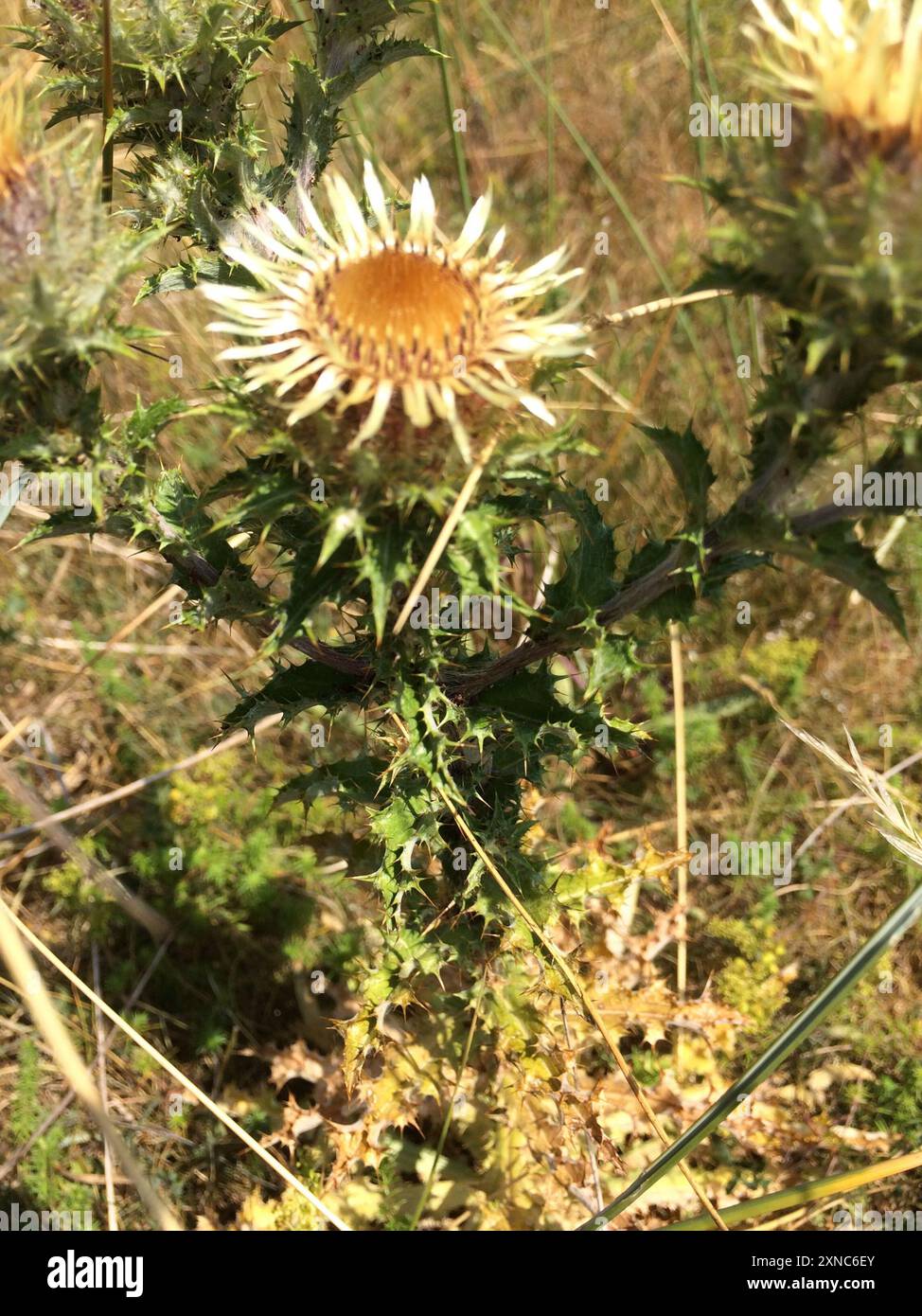 Carline Thistle (Carlina vulgaris) Plantae Stock Photo - Alamy