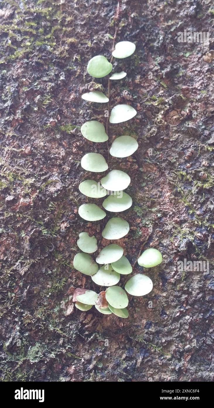 Green penny fern (Lemmaphyllum microphyllum) Plantae Stock Photo - Alamy