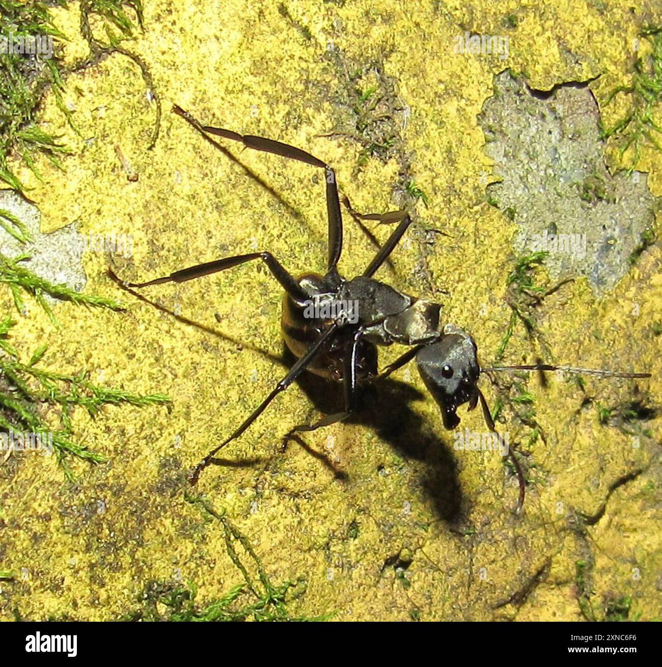 Shimmering Golden Sugar ant (Camponotus sericeiventris) Insecta Stock ...