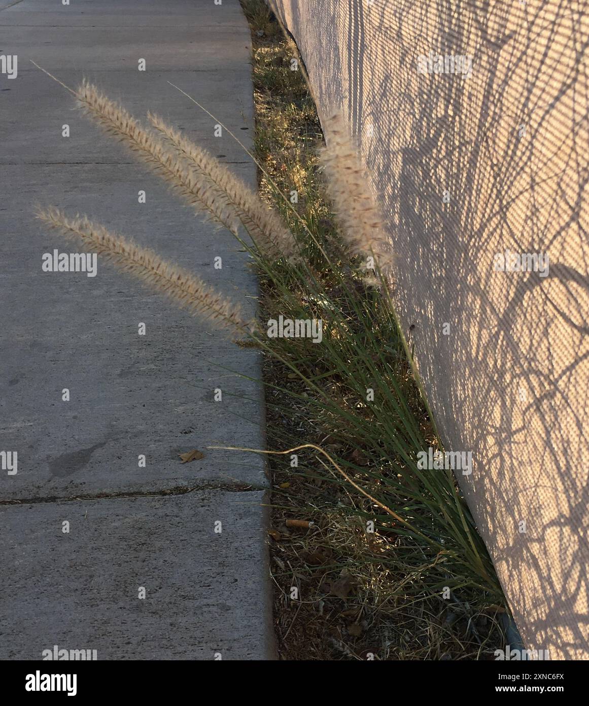 Fountain Grass (Cenchrus setaceus) Plantae Stock Photo - Alamy