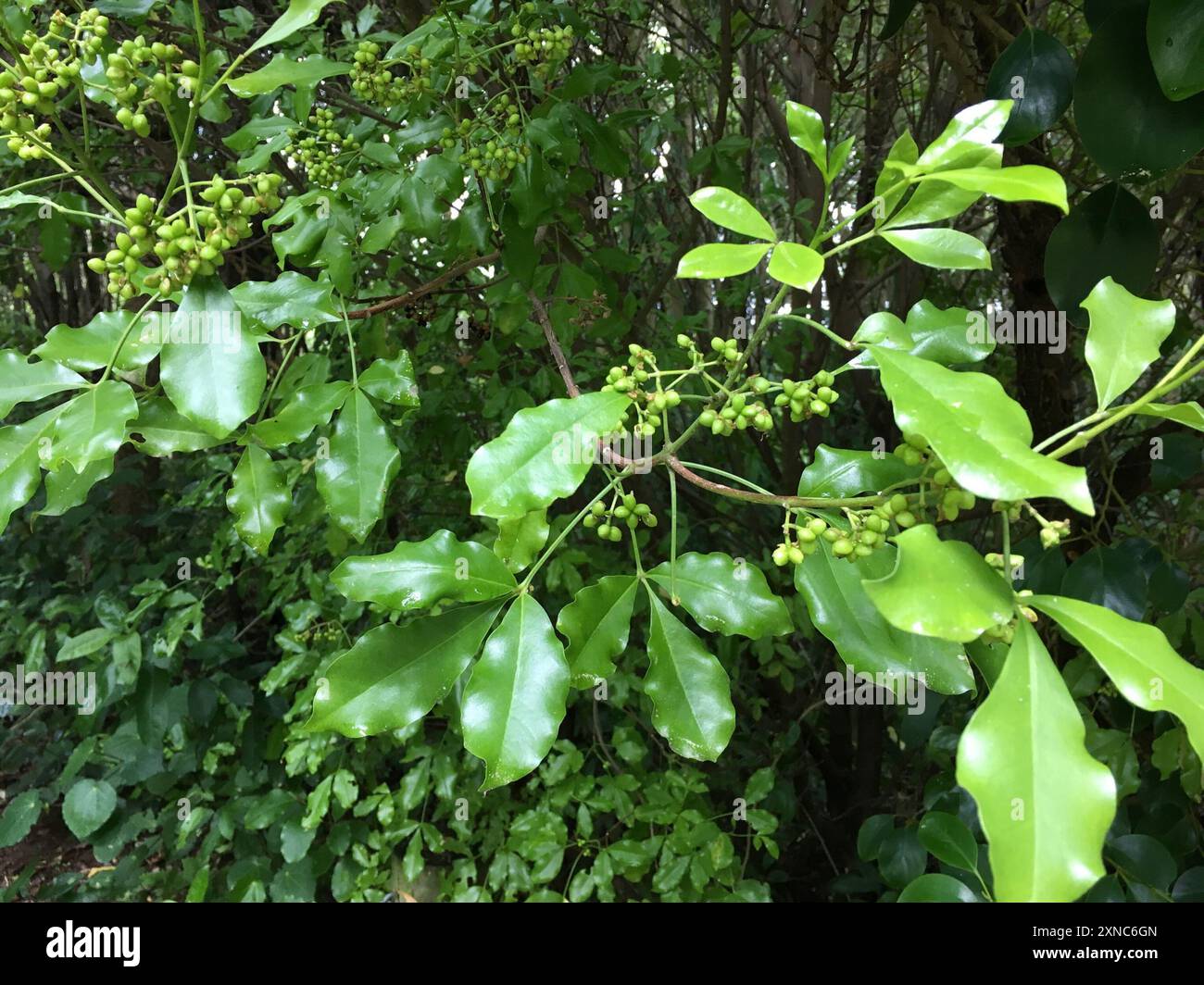 Wharangi (Melicope ternata) Plantae Stock Photo - Alamy