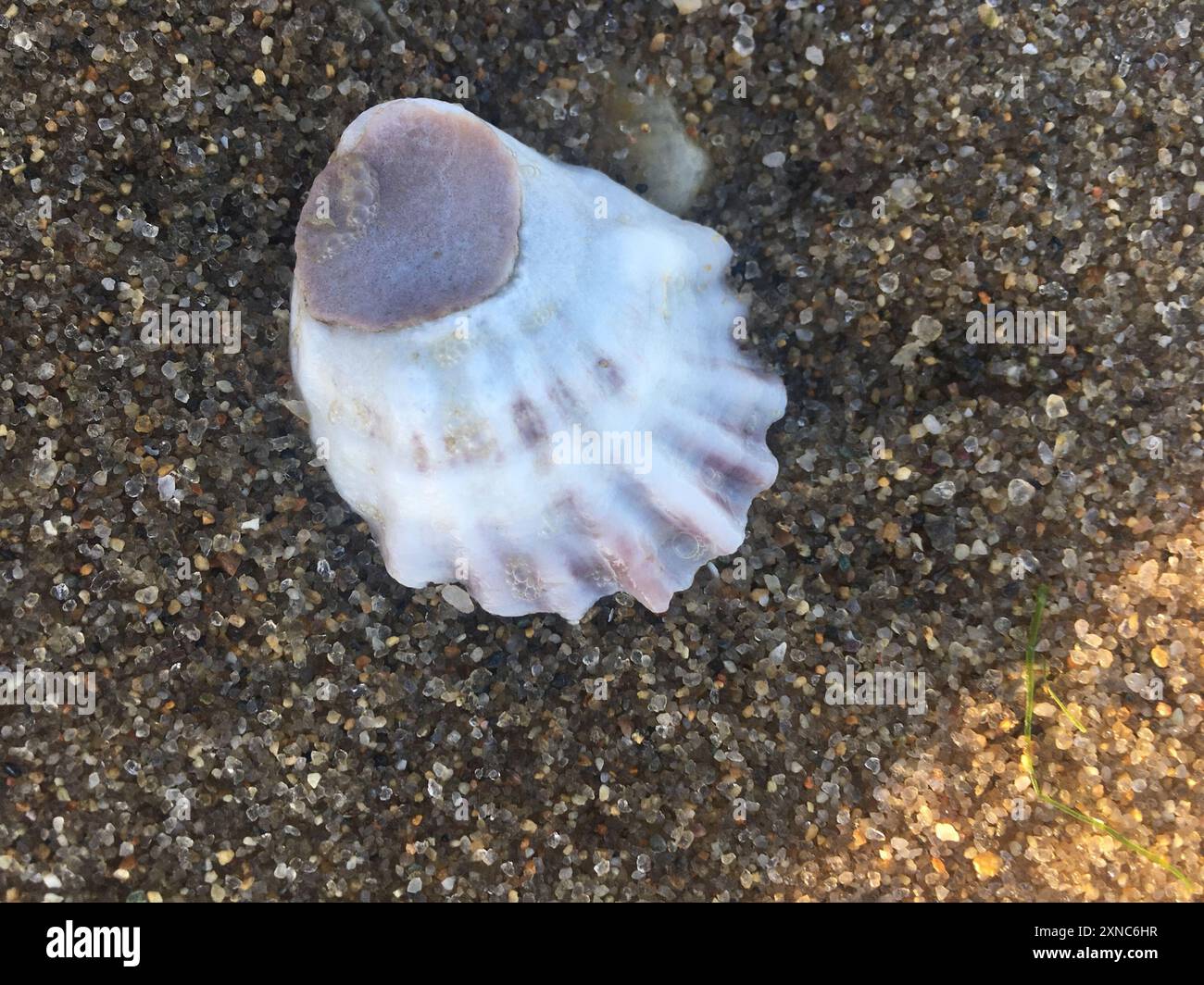 Eastern Oyster (Crassostrea virginica) Mollusca Stock Photo - Alamy