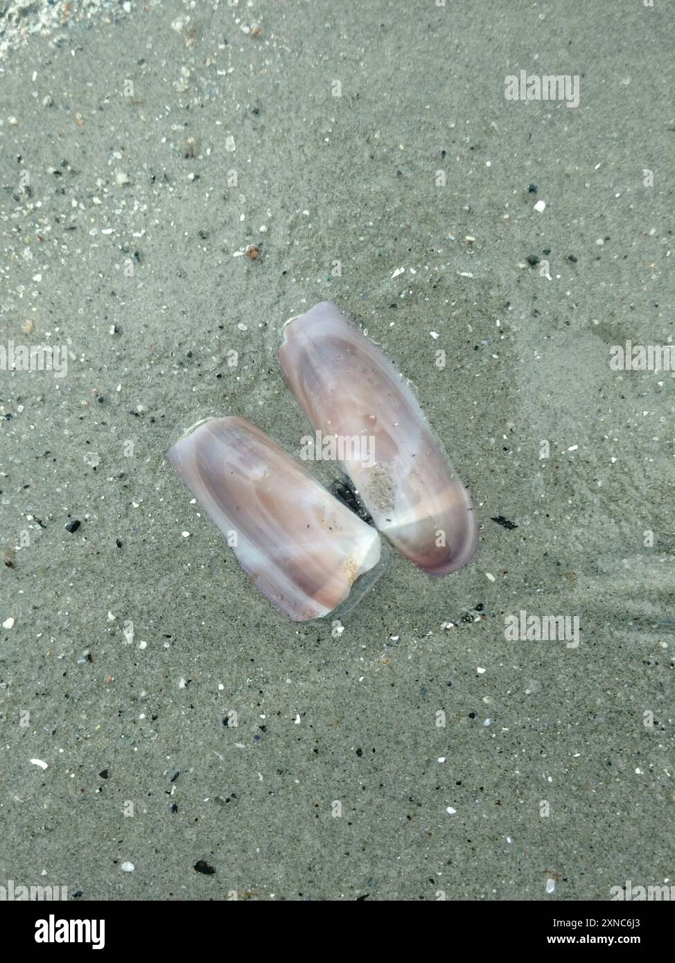 Atlantic Razor (Siliqua costata) Mollusca Stock Photo - Alamy