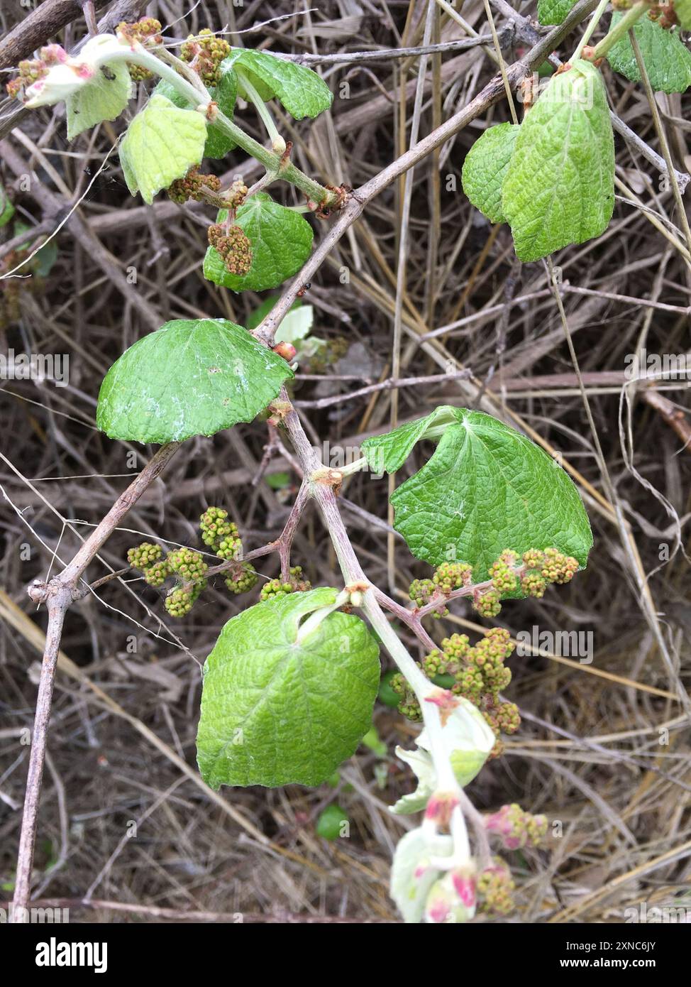 Vitis mustangensis hi-res stock photography and images - Alamy