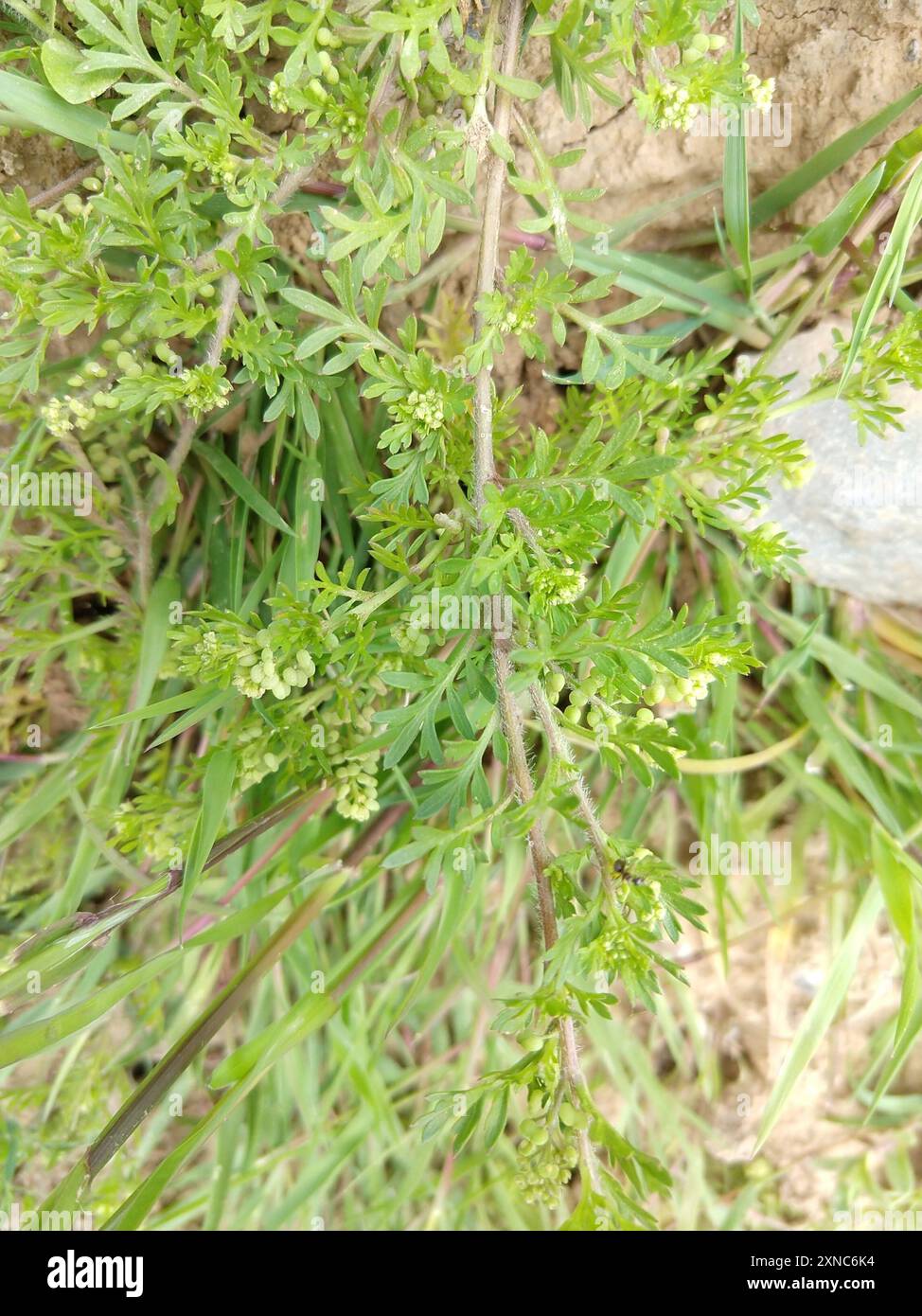 Lesser swine-cress (Lepidium didymum) Plantae Stock Photo - Alamy