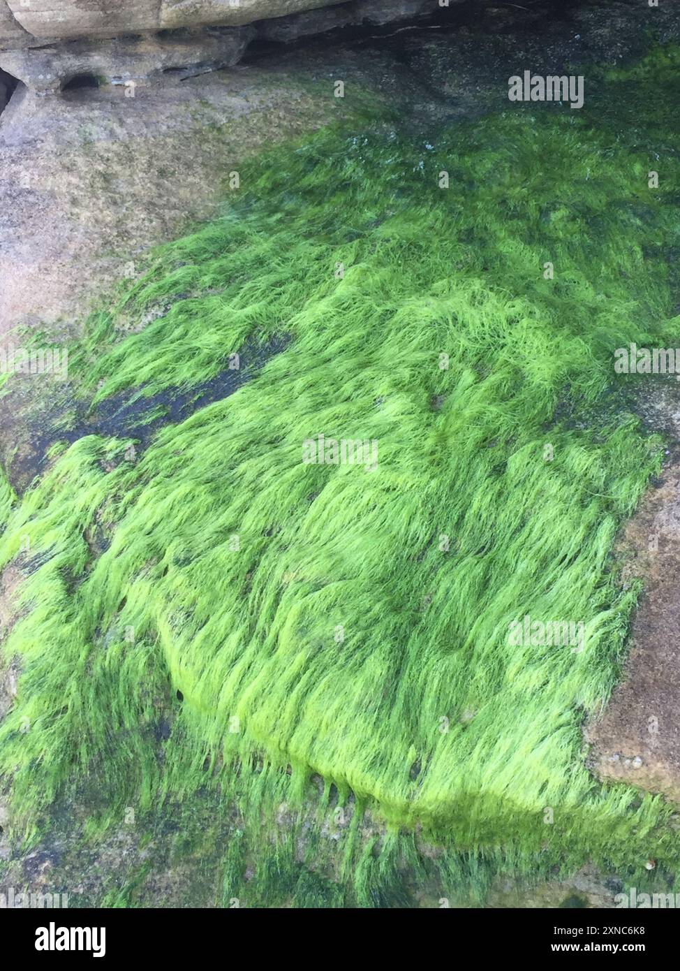 Ulvophycean green algae (Ulvophyceae) Plantae Stock Photo - Alamy