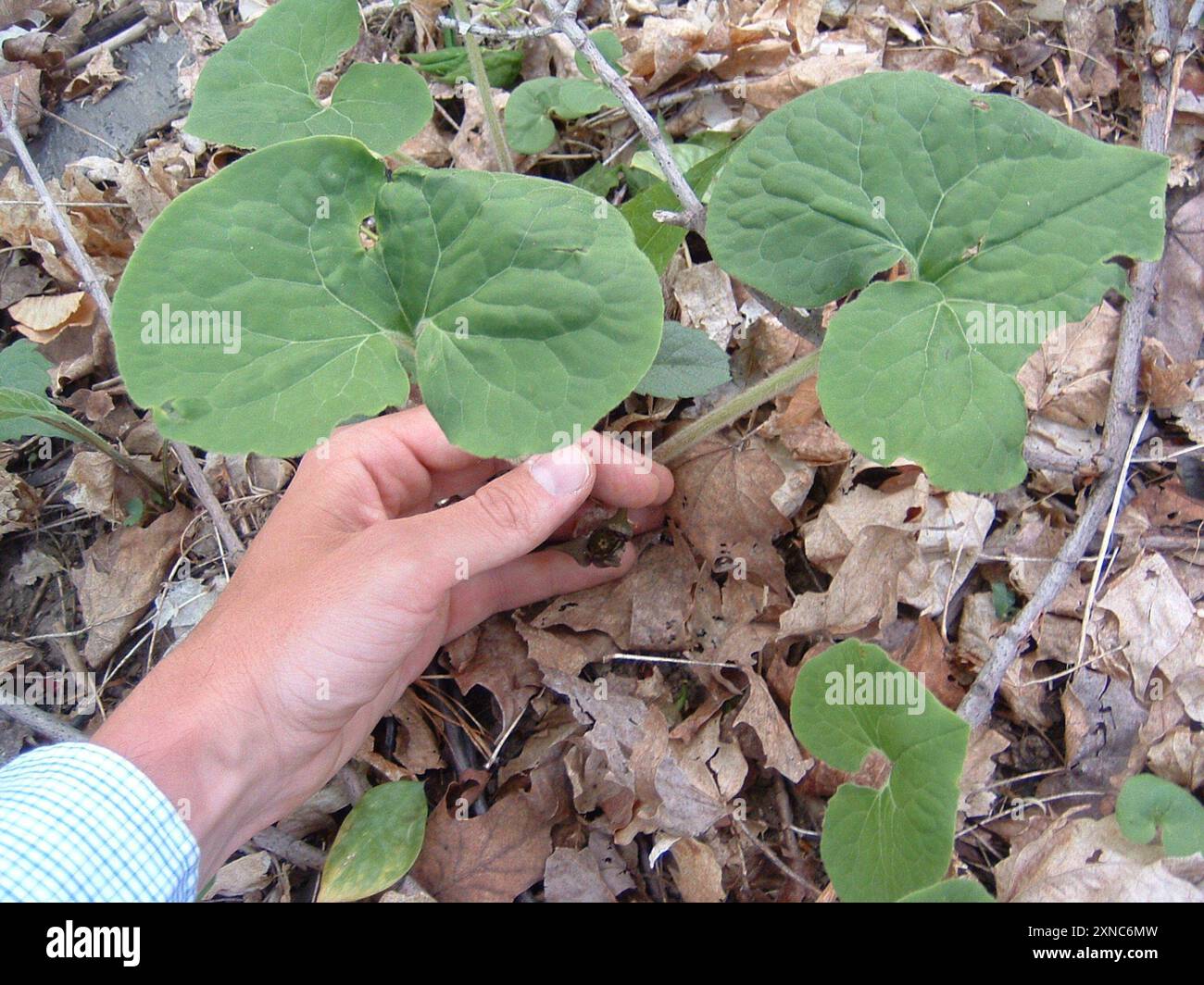 Canadian wild ginger (Asarum canadense) Plantae Stock Photo - Alamy