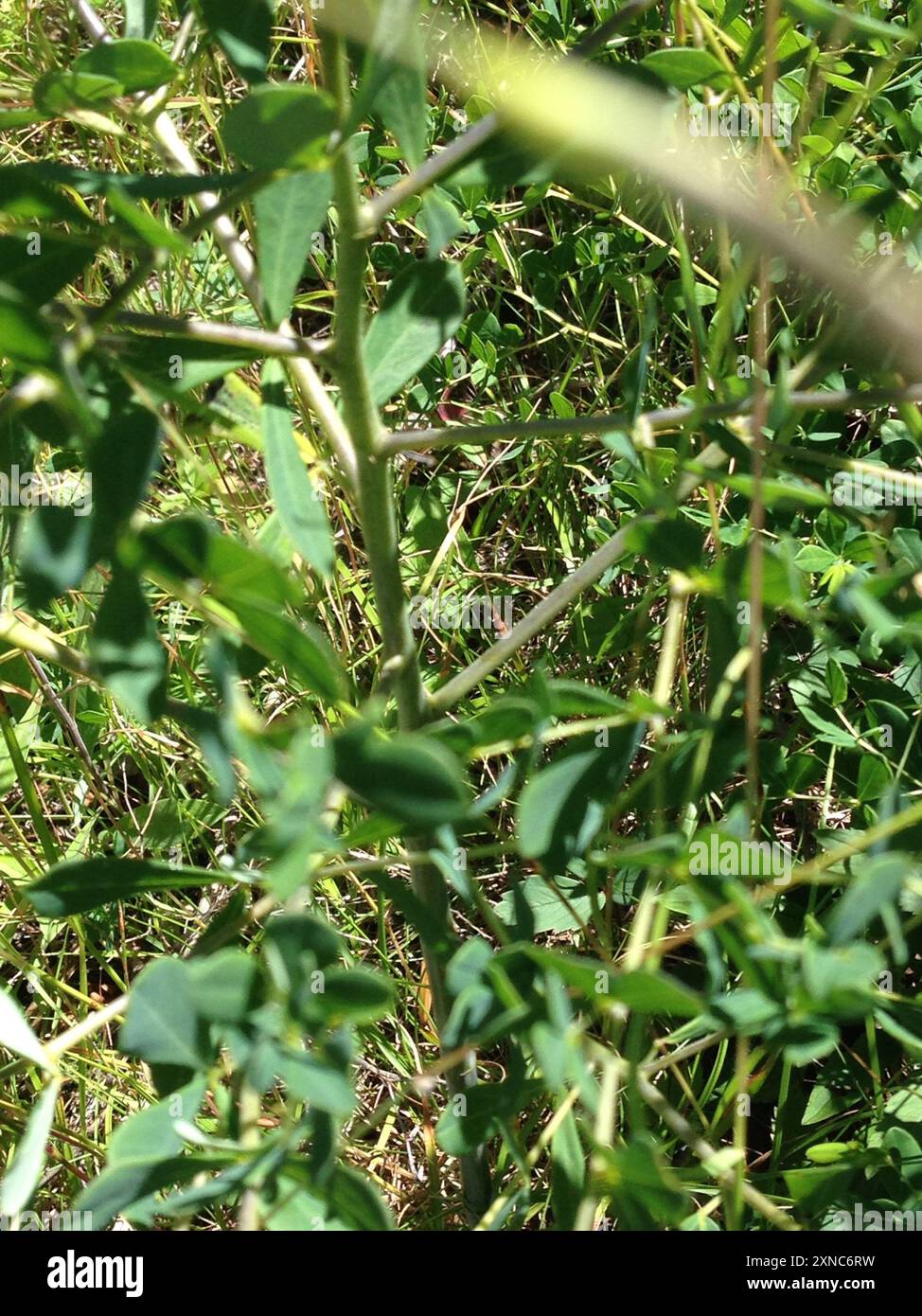eastern wild indigo (Baptisia tinctoria) Plantae Stock Photo - Alamy