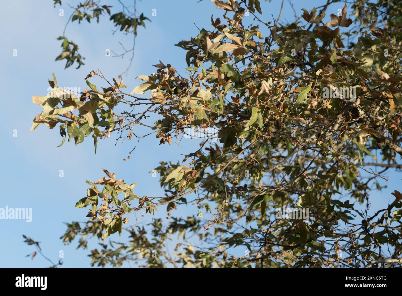 western sycamore (Platanus racemosa) Plantae Stock Photo - Alamy