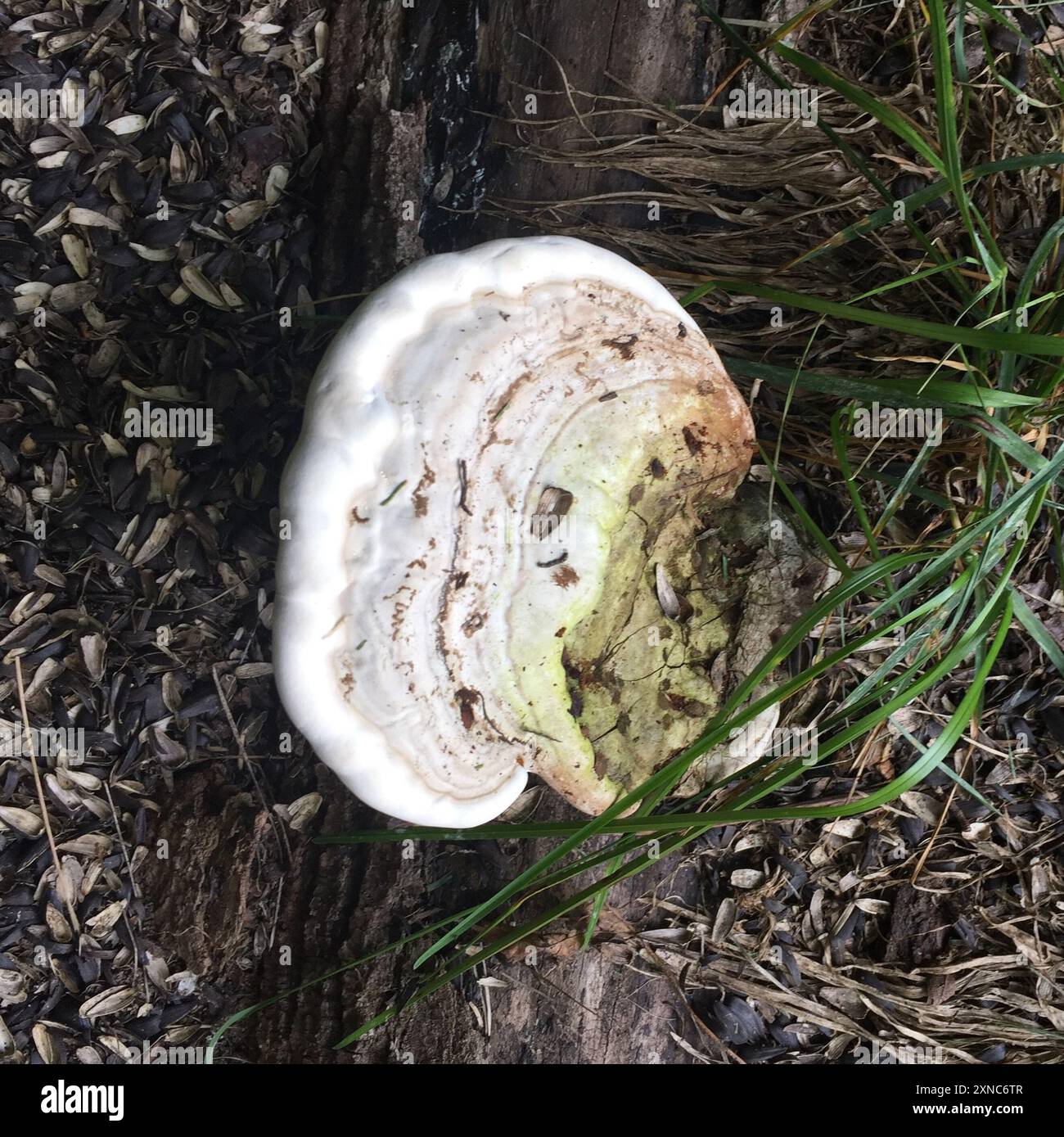 Megaloma hi-res stock photography and images - Alamy