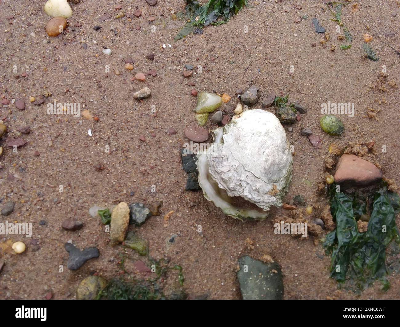 Eastern Oyster (Crassostrea virginica) Mollusca Stock Photo - Alamy