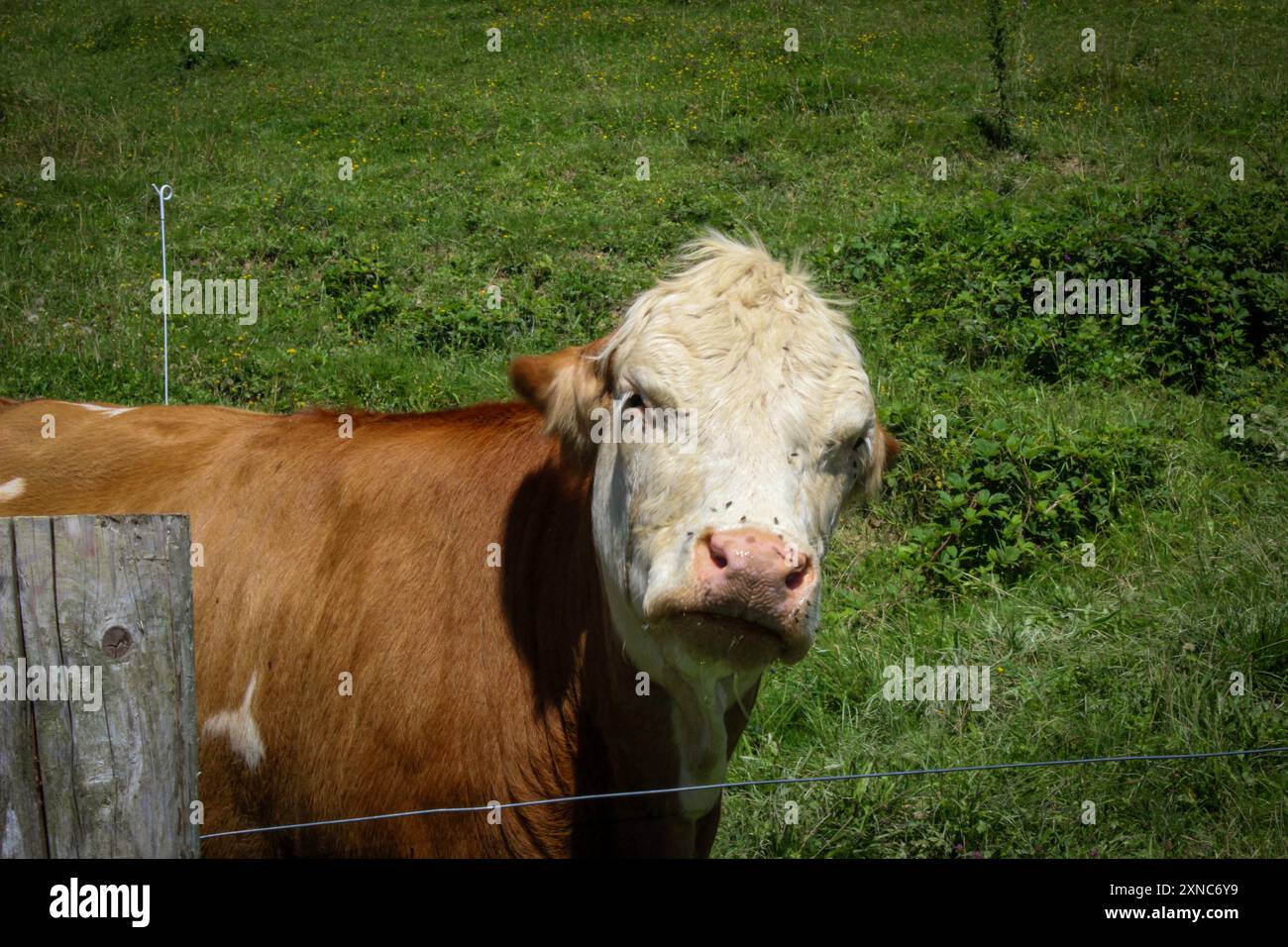 Happy cows on austrian hi-res stock photography and images - Alamy
