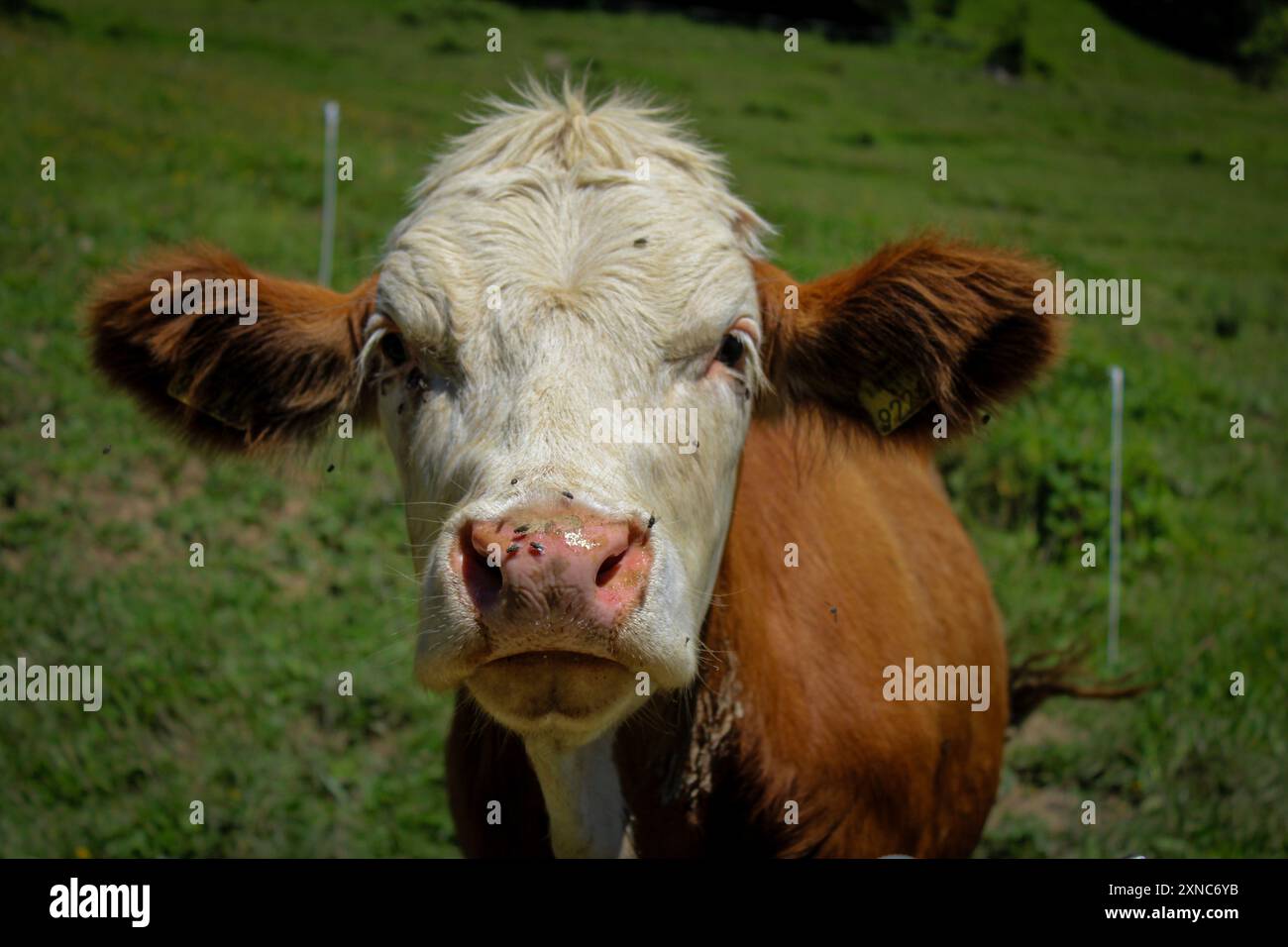 Happy cows on austrian hi-res stock photography and images - Alamy