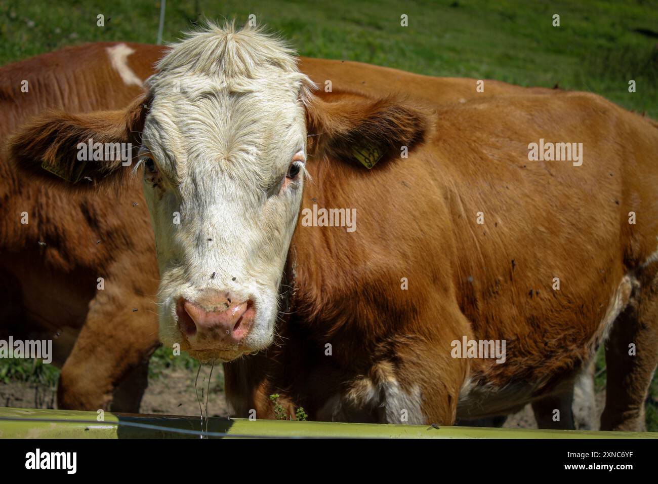 Happy cows on austrian hi-res stock photography and images - Alamy
