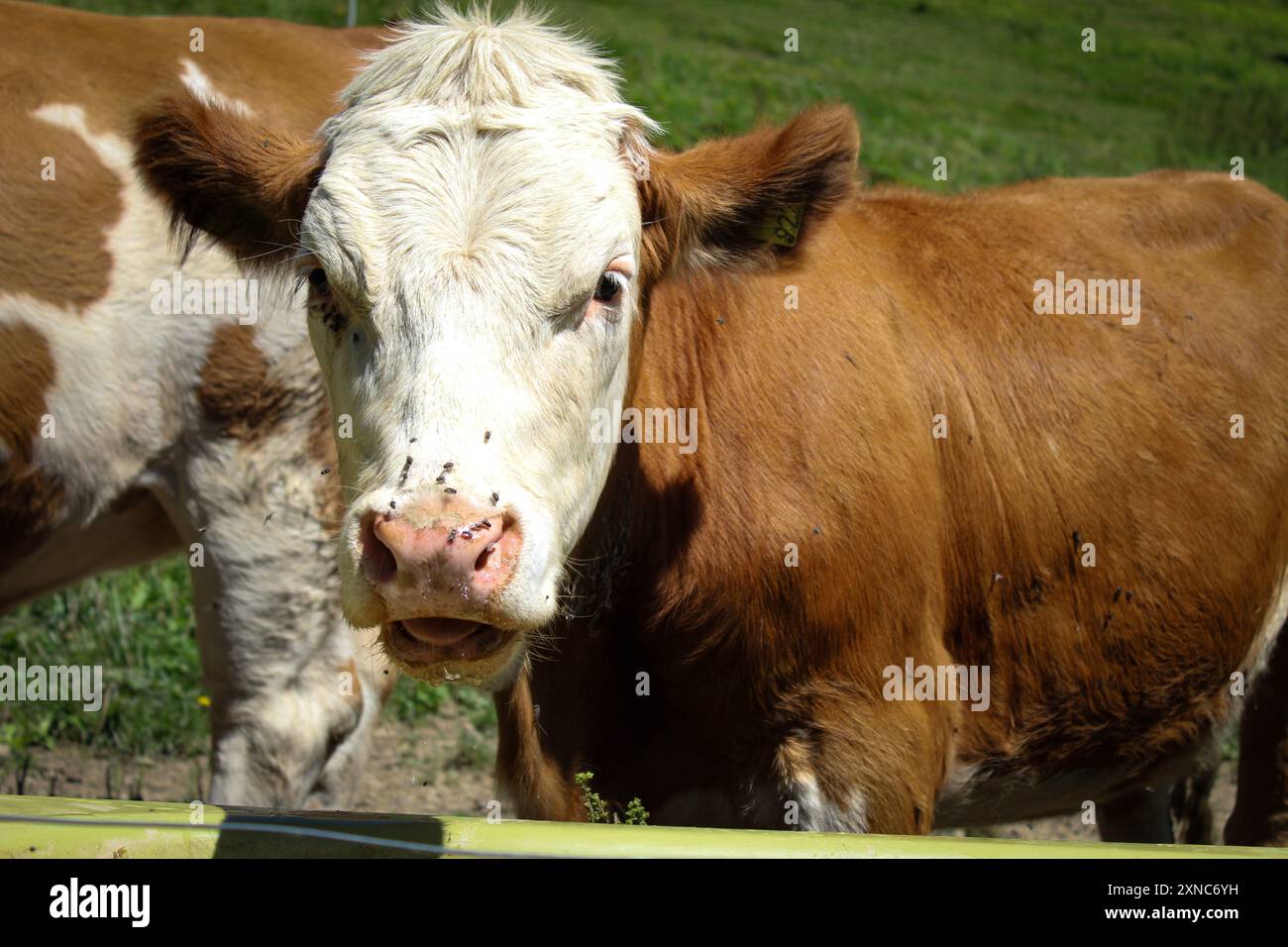 Happy cows on austrian hi-res stock photography and images - Alamy