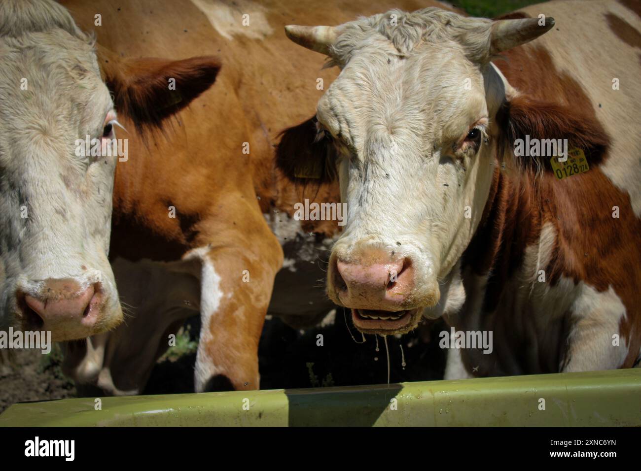 Happy cows on austrian hi-res stock photography and images - Alamy