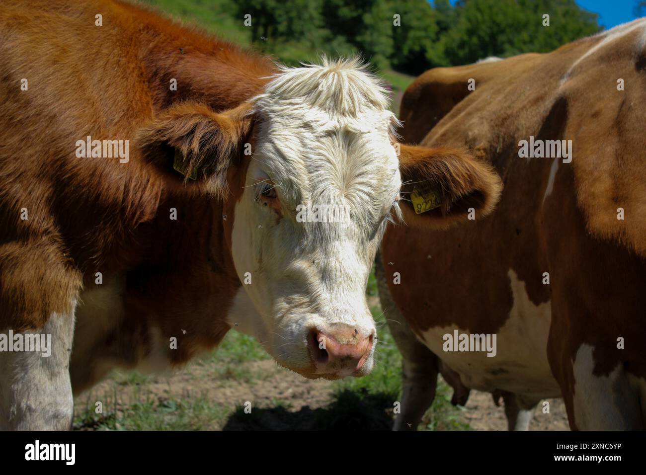Happy cows on austrian hi-res stock photography and images - Alamy