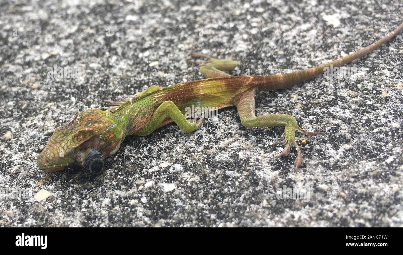 Knight Anole (Anolis equestris) Reptilia Stock Photo - Alamy
