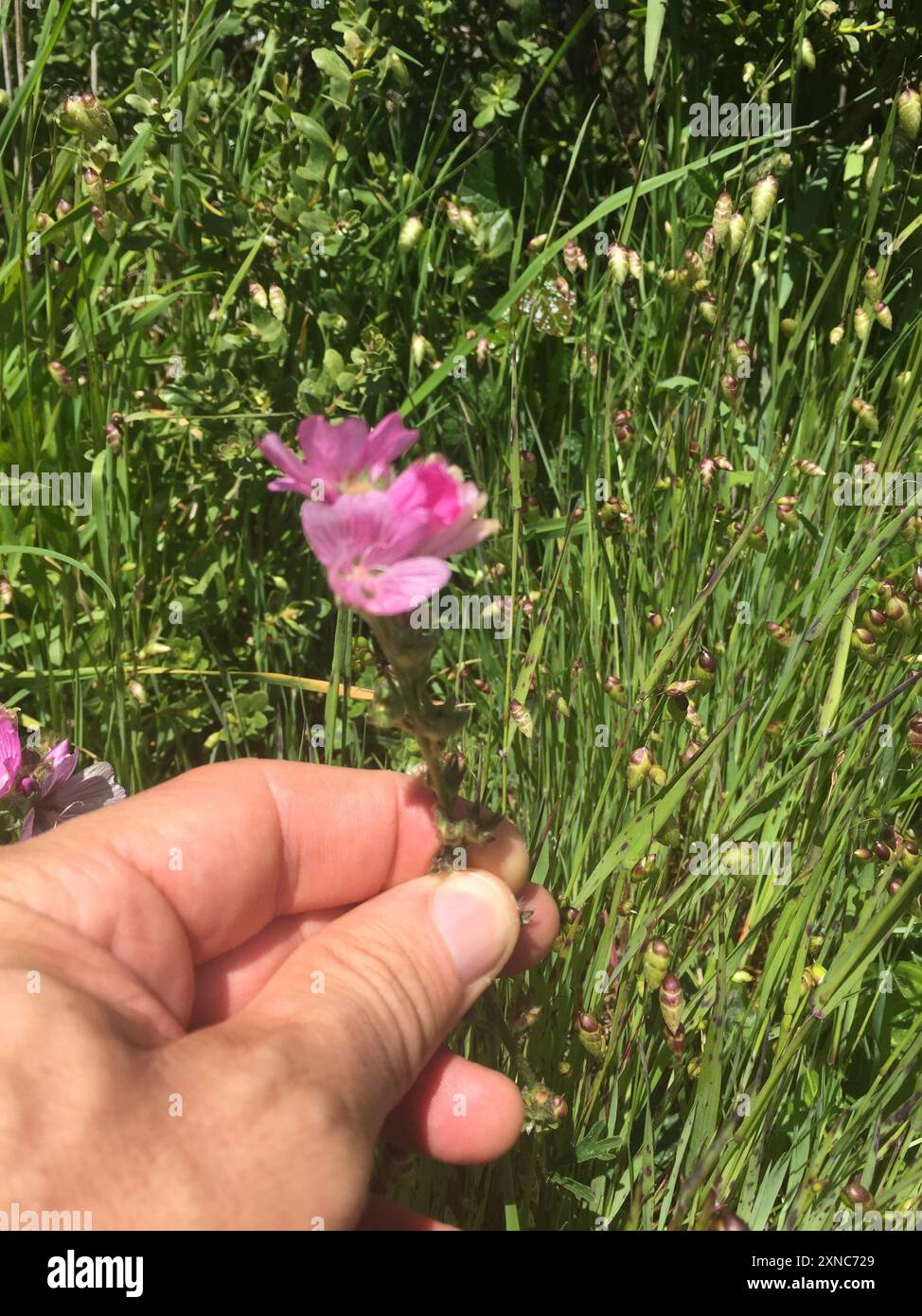 checkerbloom (Sidalcea malviflora) Plantae Stock Photo - Alamy