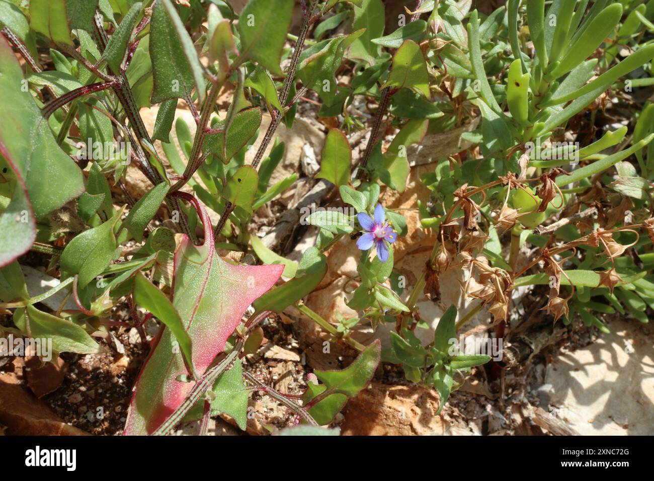 Foemina Blue Pimpernel (Lysimachia foemina) Plantae Stock Photo - Alamy