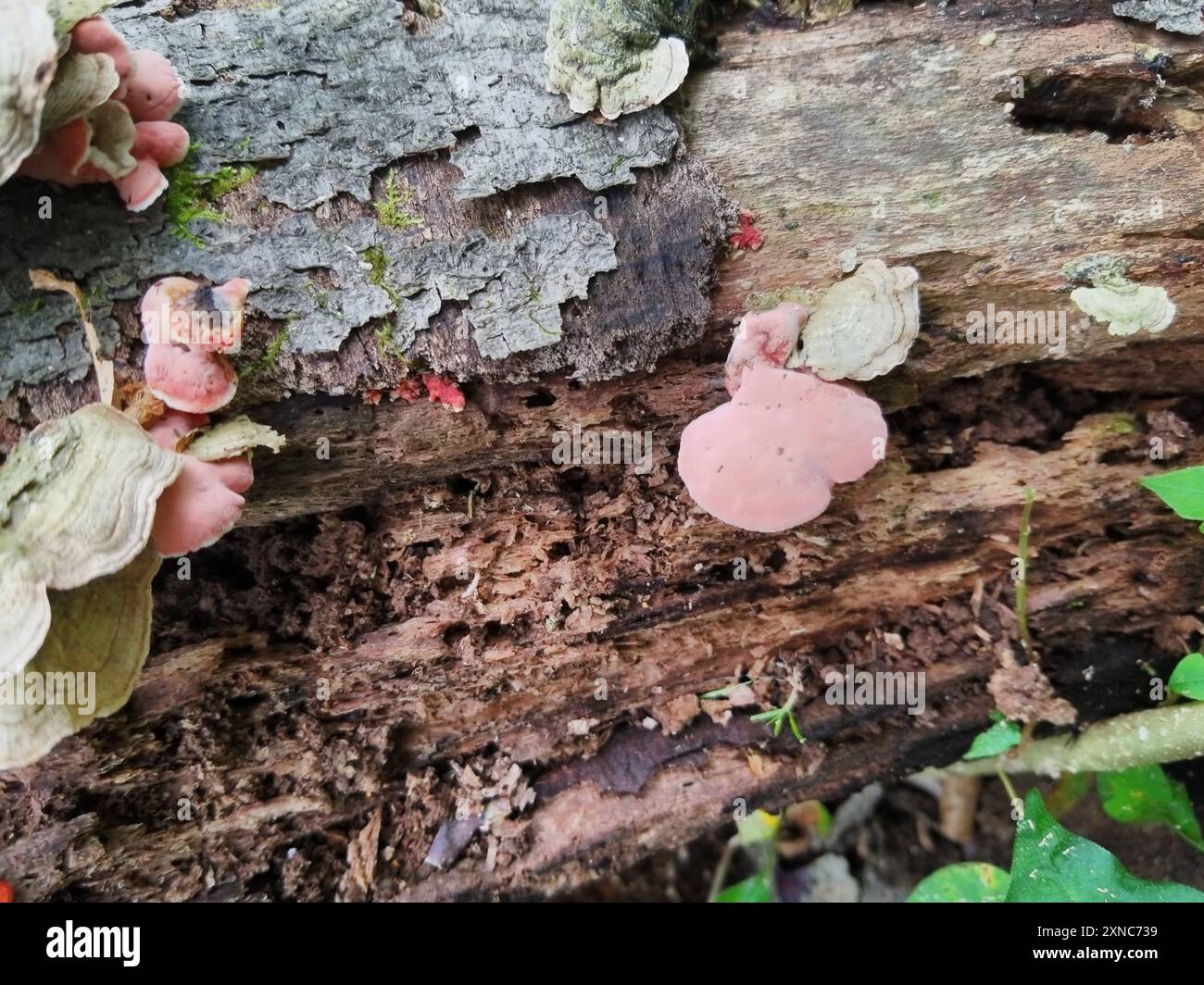 Coral pink merulius hi-res stock photography and images - Alamy