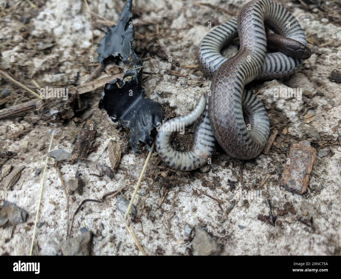 Sharp-tailed Snake (Contia tenuis) Reptilia Stock Photo - Alamy