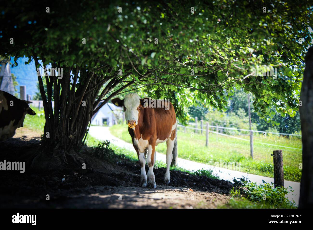 Happy cows on austrian hi-res stock photography and images - Alamy