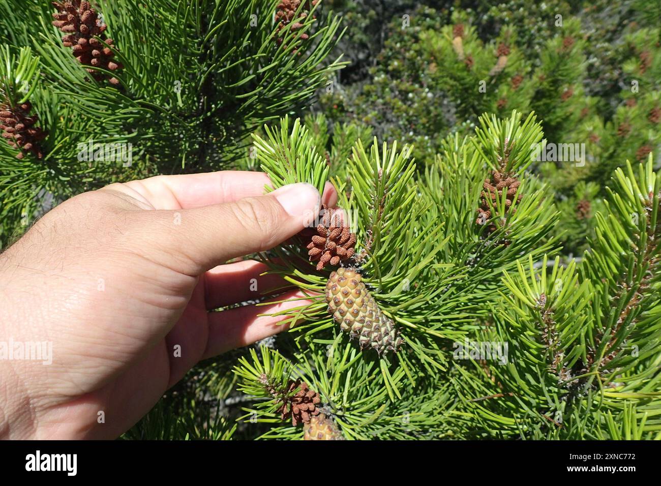 Shore Pine (Pinus contorta contorta) Plantae Stock Photo - Alamy