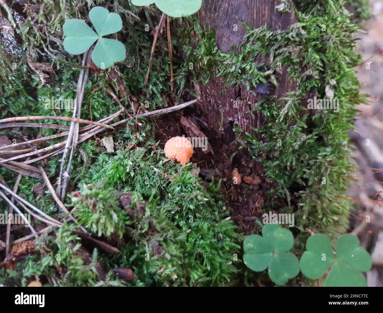 Red Raspberry Slime Mold (Tubifera ferruginosa) Protozoa Stock Photo ...