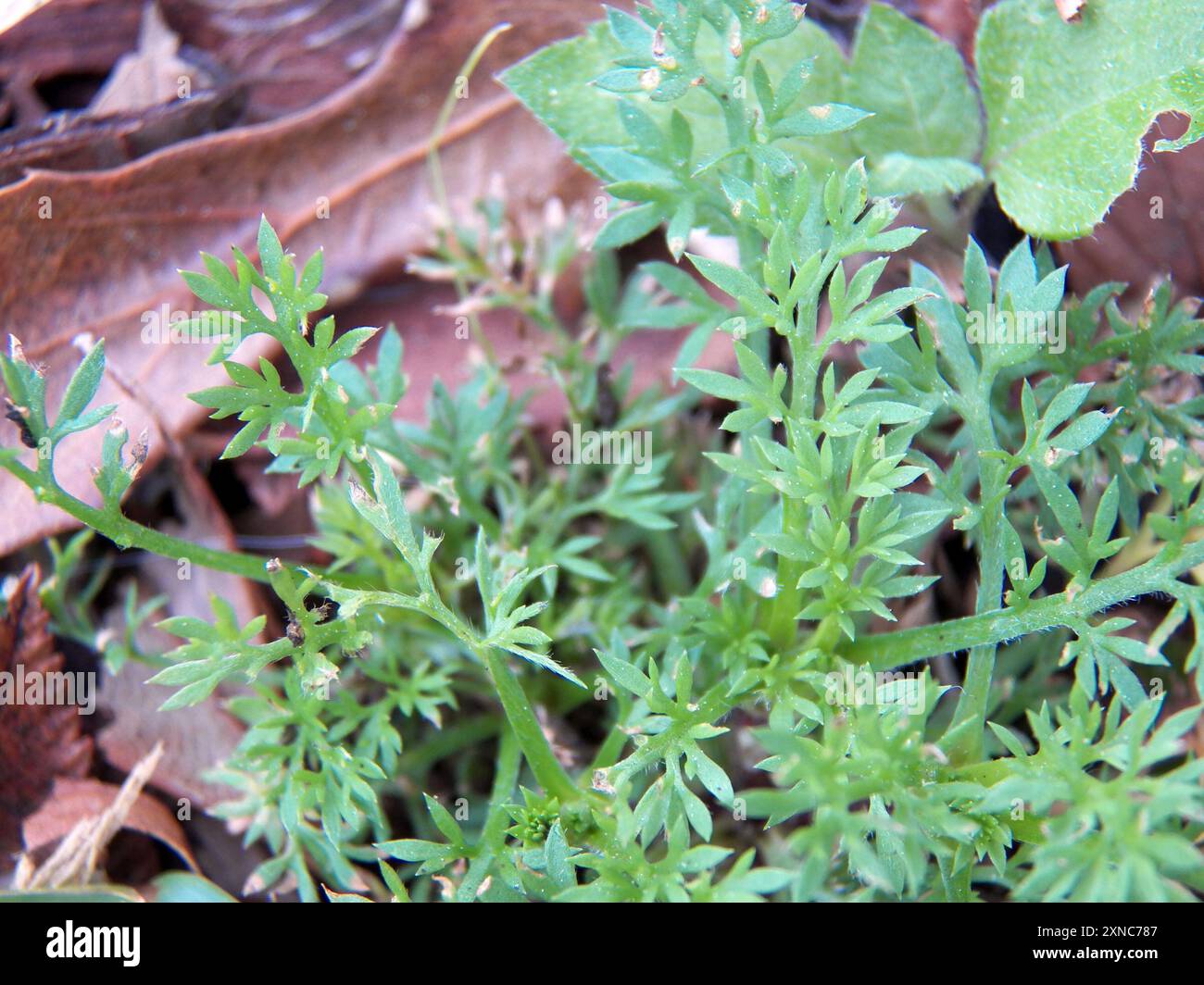 common soliva (Soliva sessilis) Plantae Stock Photo - Alamy