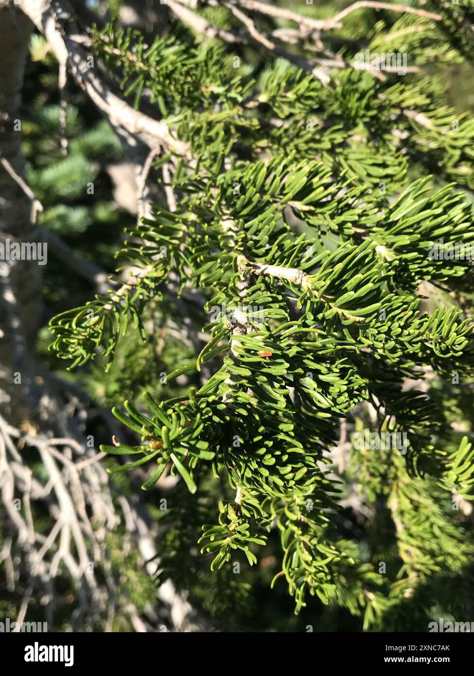 subalpine fir (Abies lasiocarpa) Plantae Stock Photo - Alamy