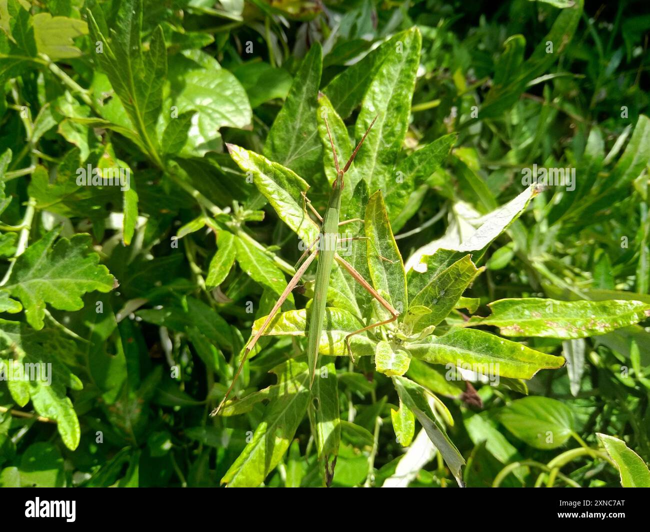 Oriental Longheaded Locust (Acrida cinerea) Insecta Stock Photo - Alamy
