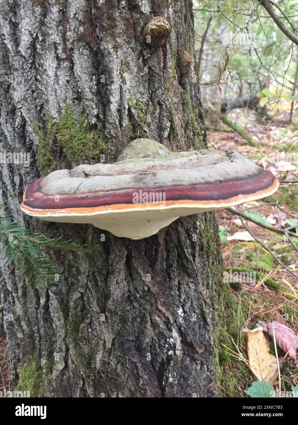 Northern Red Belt (Fomitopsis mounceae) Fungi Stock Photo - Alamy